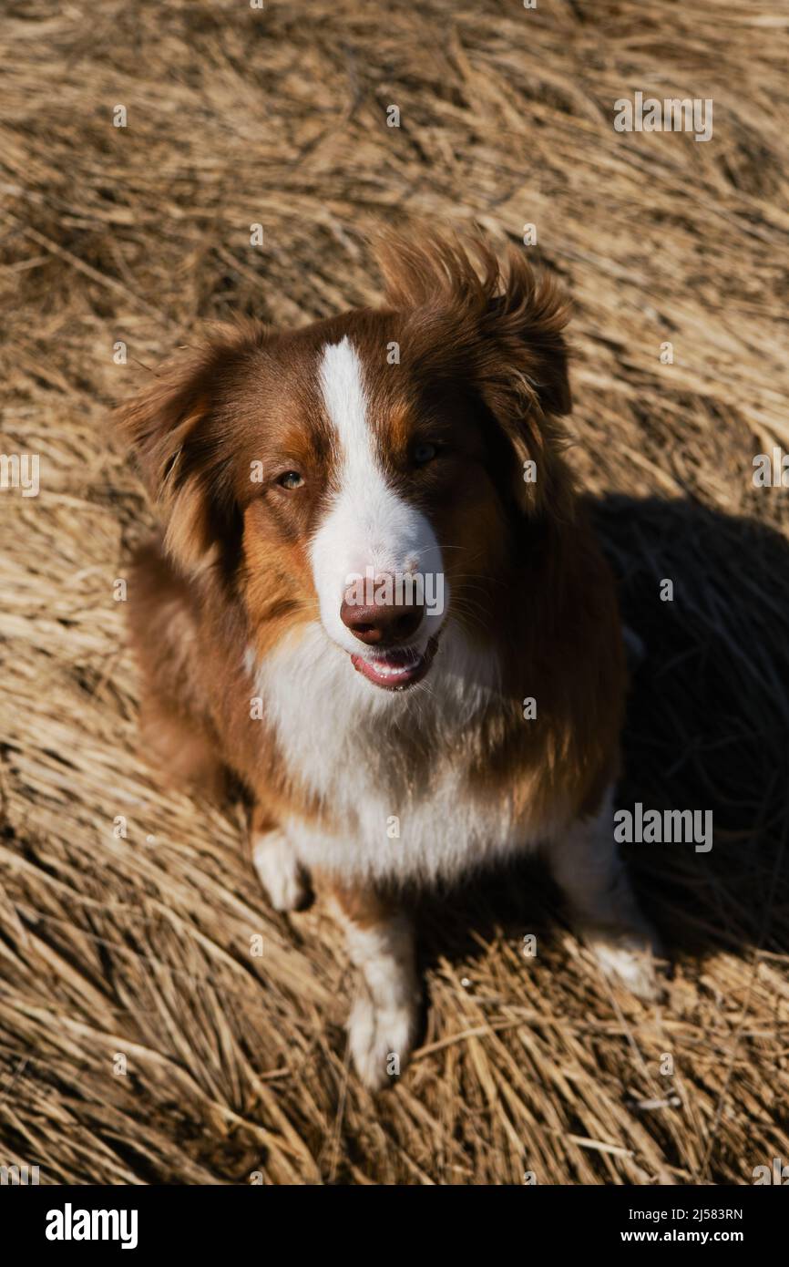 Chocolate Blue Merle Australian Shepherd
