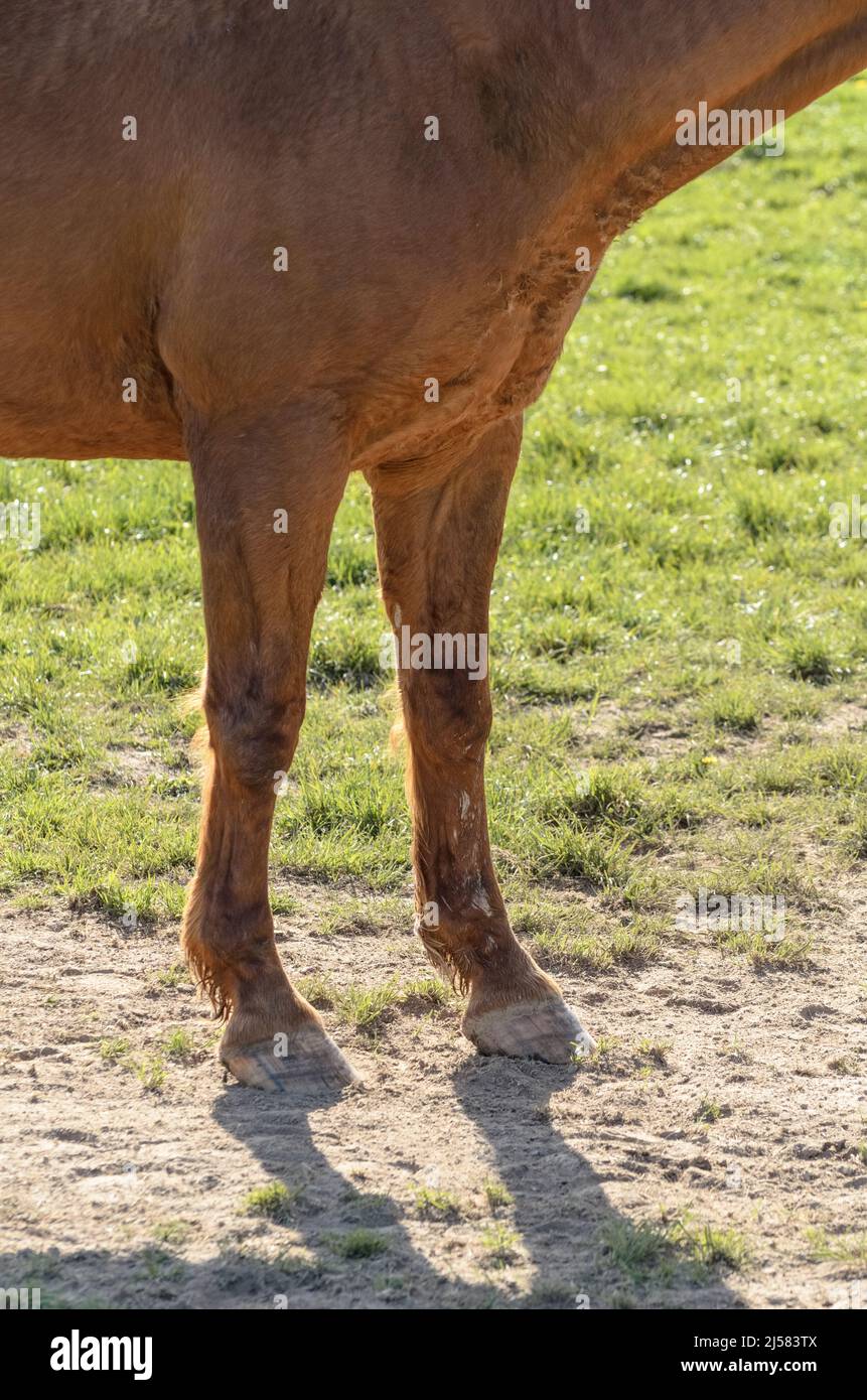 Front side hooves, legs and chest of a brown domestic warmblood horse ...