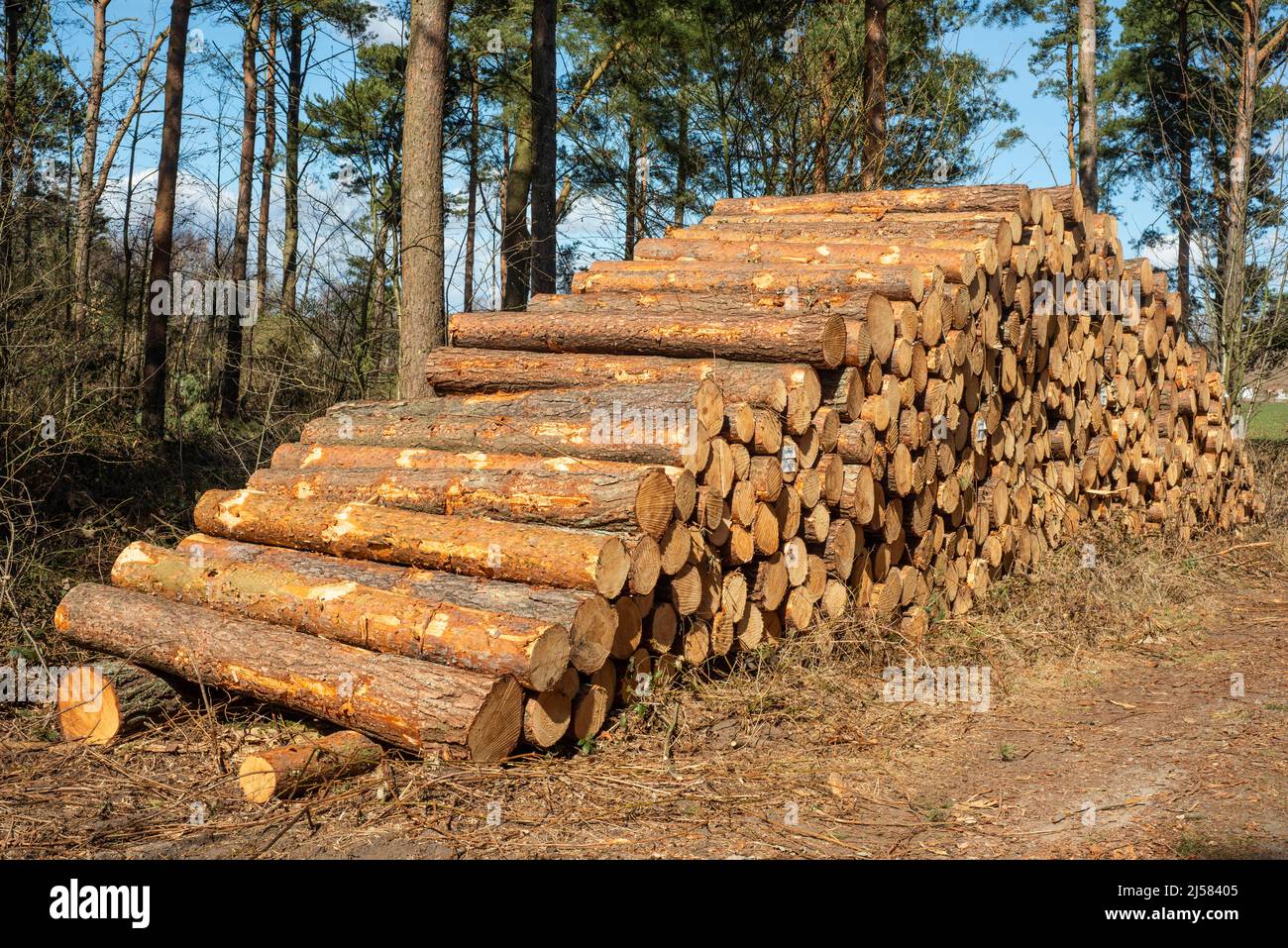 Log dump in pinewood forest in Ystad, Scania, Sweden, Scandinavia Stock ...