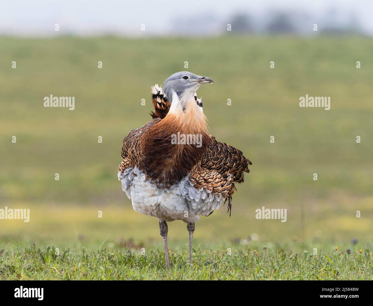 Grosstrappe (Otis tarda) Hahn waehrend der Balz auf der Wiese ...