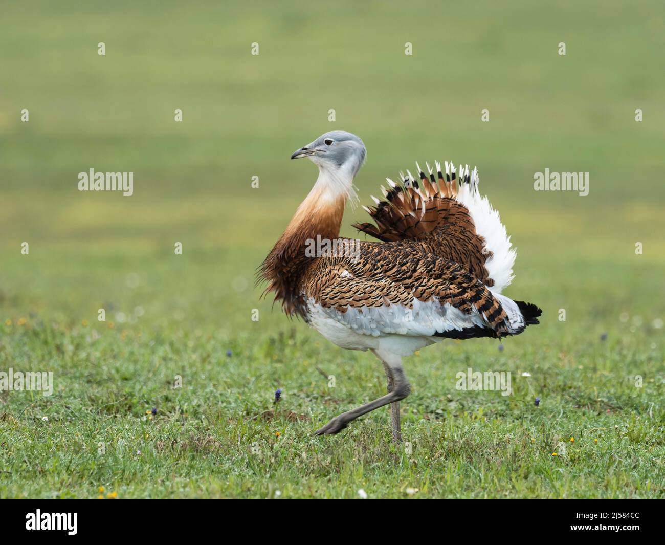 Grosstrappe (Otis tarda) Hahn waehrend der Balz auf der Wiese ...