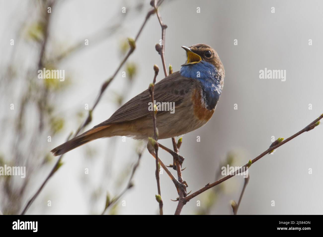 Blaukehlchen (Luscinia svecica), Emsland, Niedersachsen, Deutschland ...