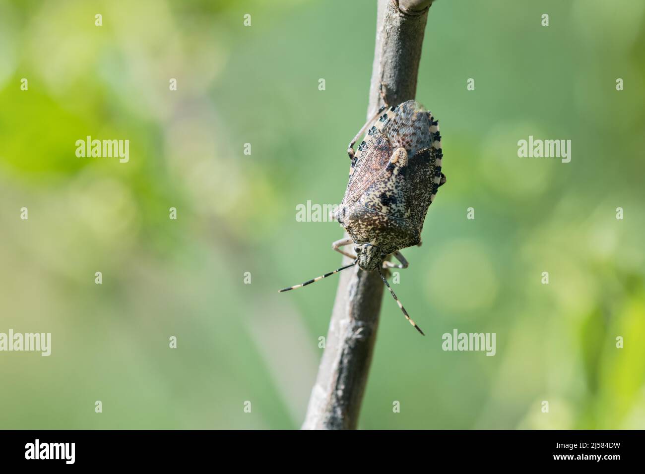 Graue Gartenwanze (Rhaphigaster nebulosa), krabbelt auf Stengel ...