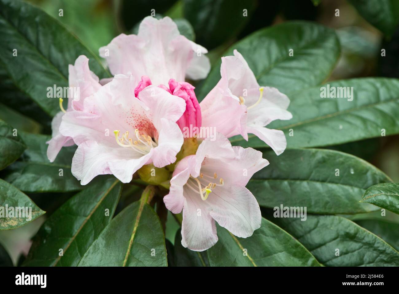 Rhododendron-Hybride Teddy Bear (Rhododendron bureavii x yakushimanum ...