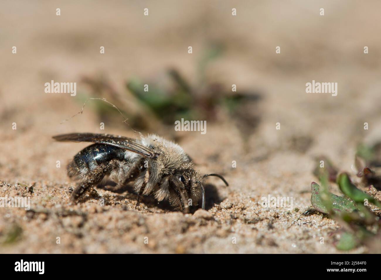 Graue Sandbiene (Andrena cineraria), Emsland, Niedersachsen ...