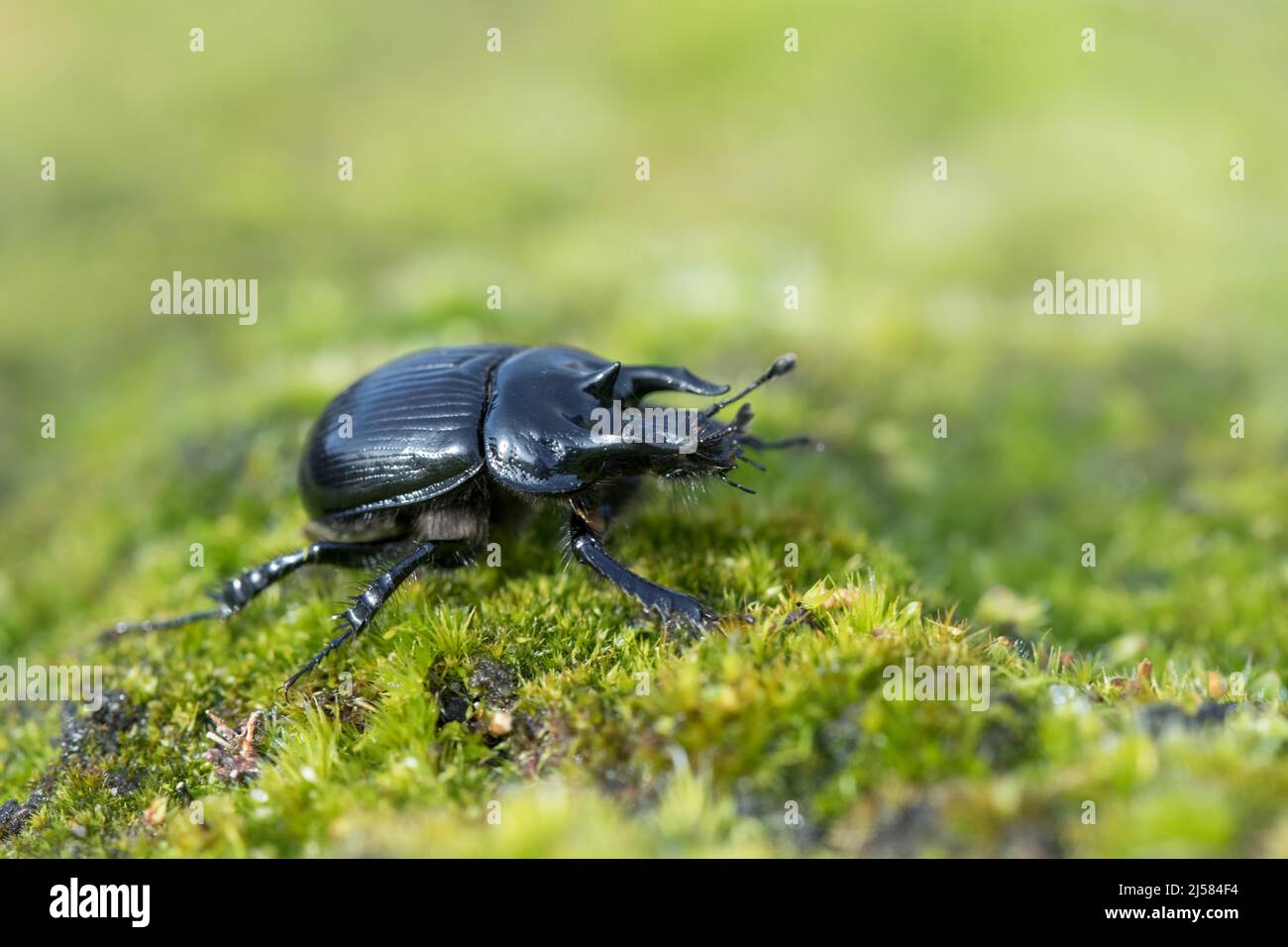 Stierkaefer (Typhaeus typhoeus), Maennchen krabbelt ueber Moos ...
