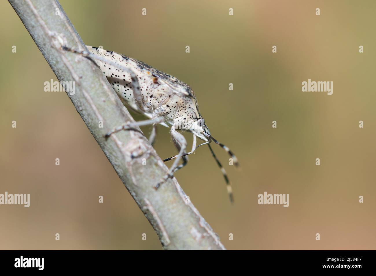 Graue Gartenwanze (Rhaphigaster nebulosa), krabbelt auf Stengel ...