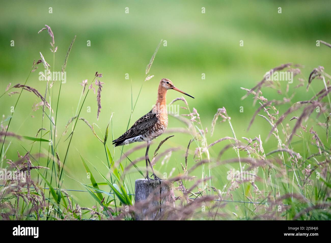 Uferschnepfe (Limosa limosa), steht auf Zaunpfahl im hohen Gras ...