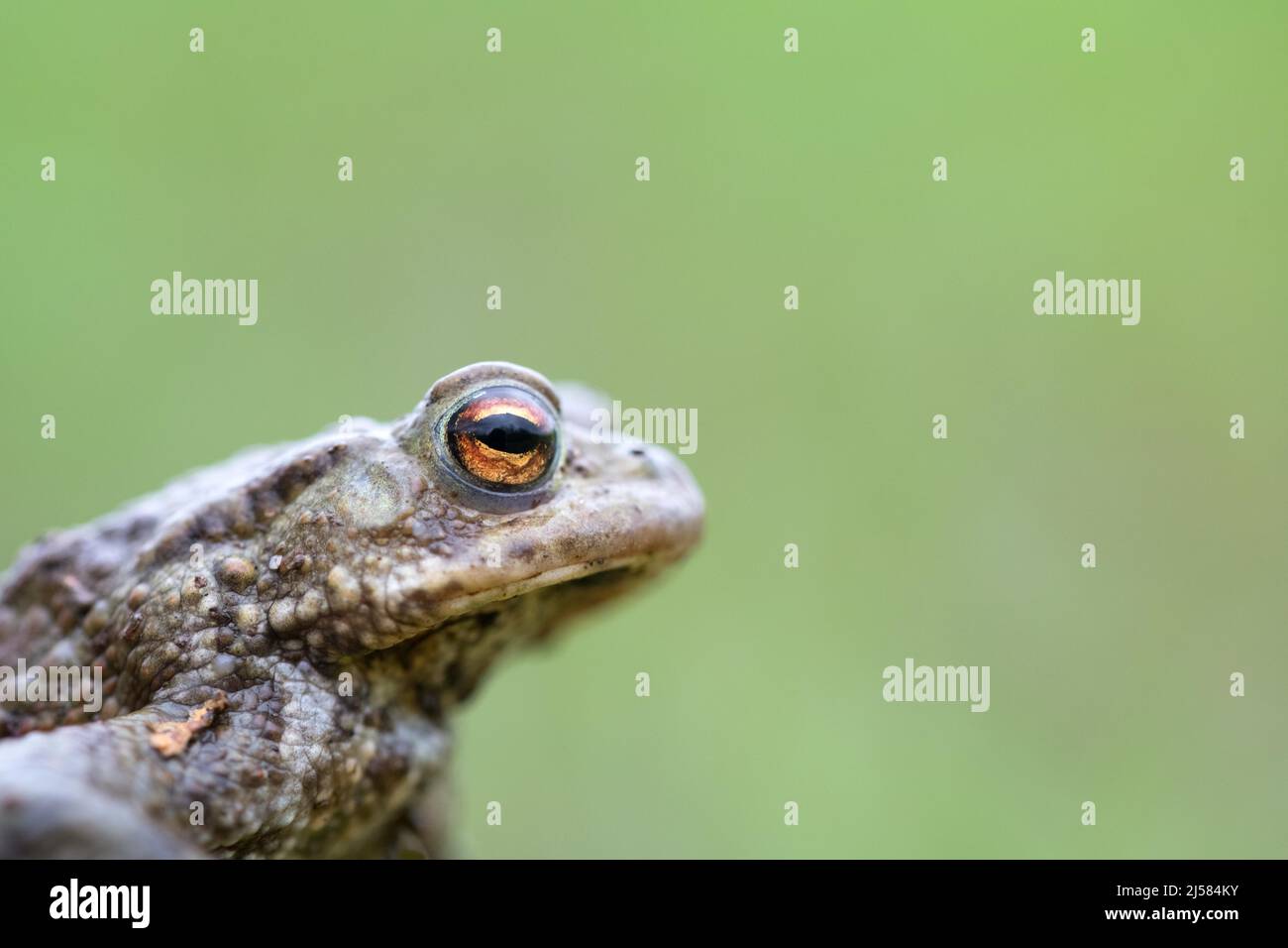 Erdkroete (Bufo bufo), Portraet, Velbert, Deutschland Stock Photo - Alamy