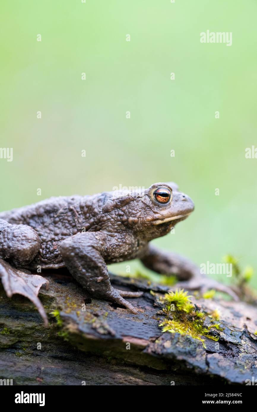 Erdkroete (Bufo bufo), sitzt auf Totholz, Velbert, Deutschland Stock Photo - Alamy