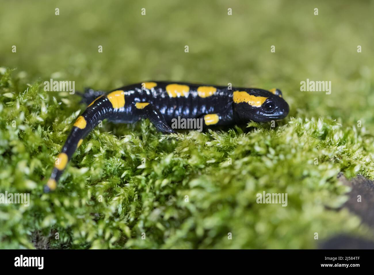 Feuersalamander (Salamandra salamandra), laeuft ueber Moos, Ruhrgebiet ...