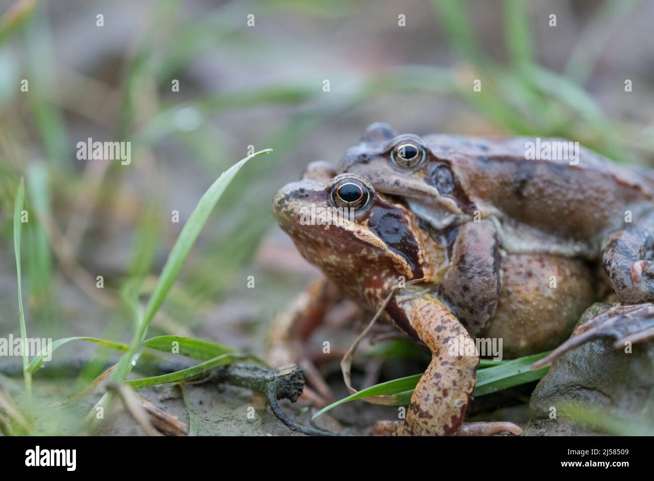 Grasfrosch (Rana temporaria), Paar auf Wiese waehrend der ...