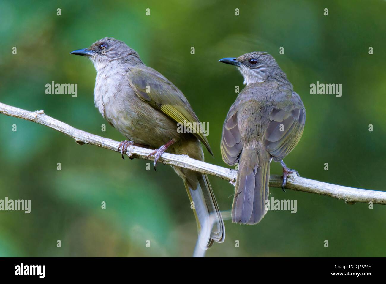 Olive winged hi-res stock photography and images - Alamy