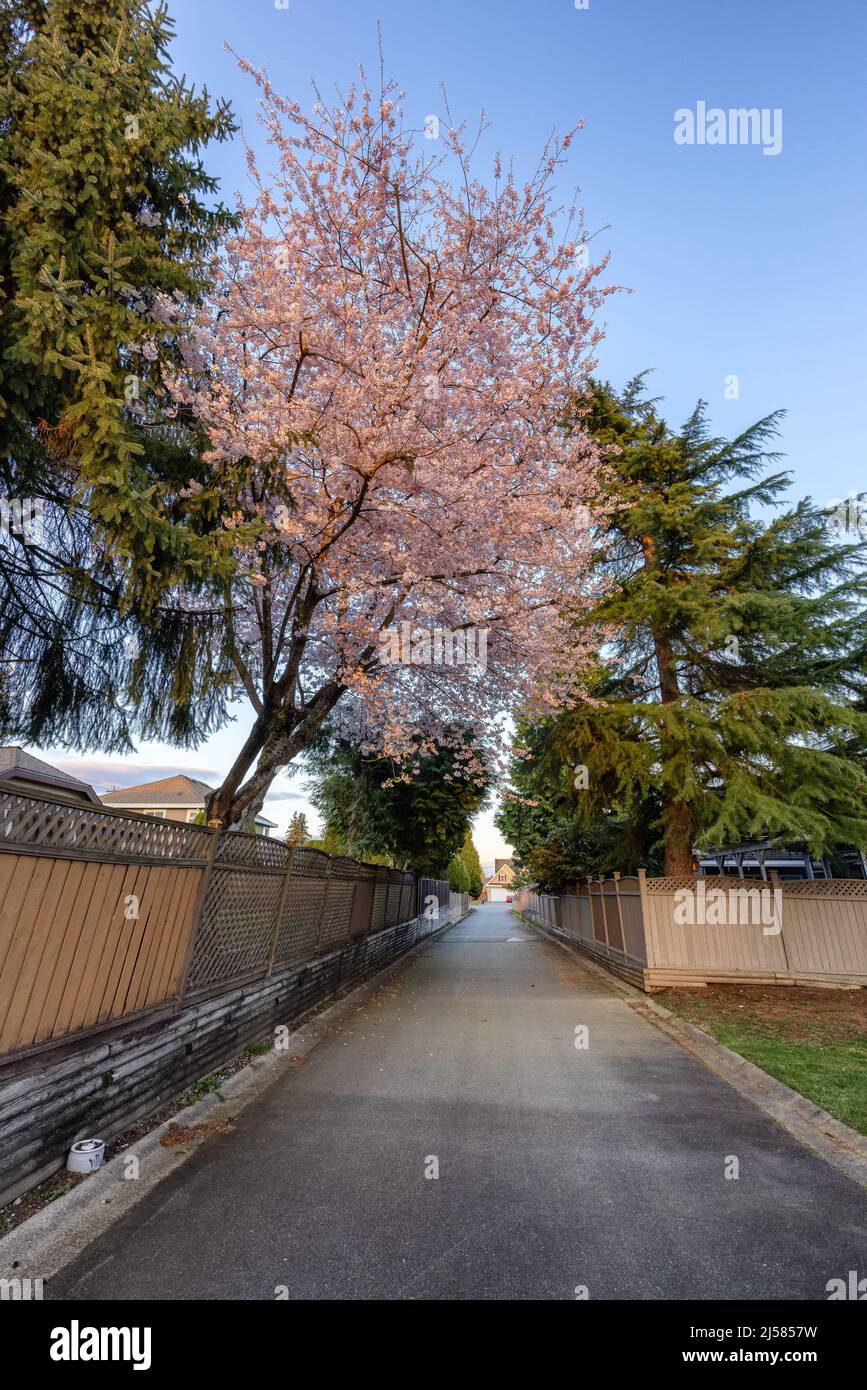 Pink houses surrey hi-res stock photography and images - Alamy