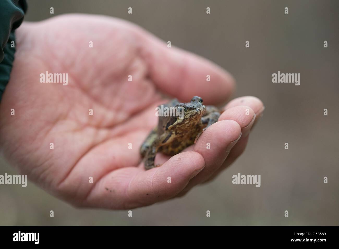 Grasfrosch (Rana temporaria), Frosch auf Hand bei der ...