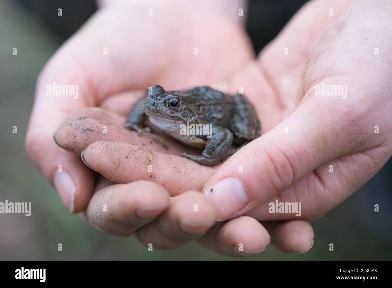 Grasfrosch (Rana temporaria), Frosch auf Hand bei der ...