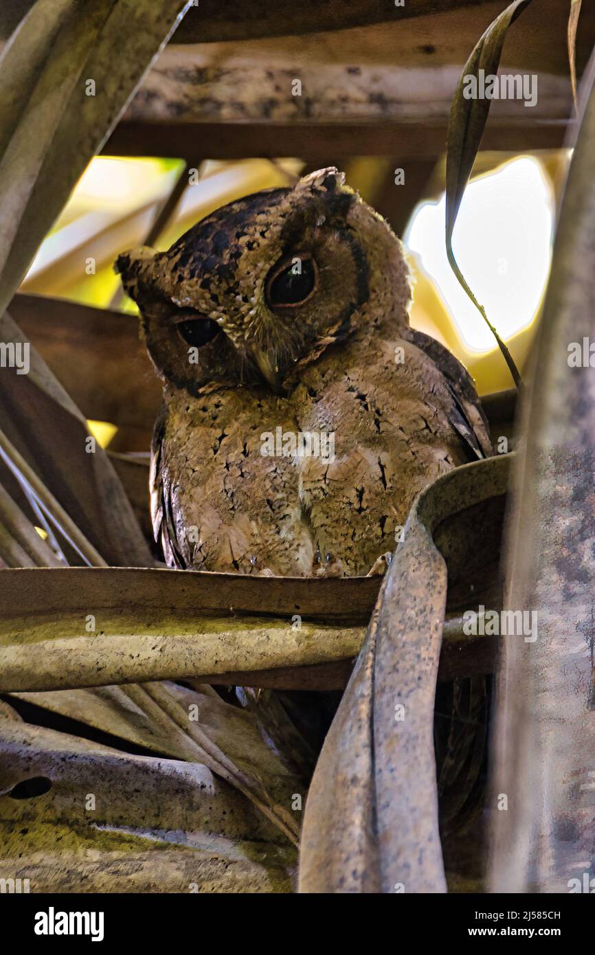 Sunda owl hi-res stock photography and images - Alamy