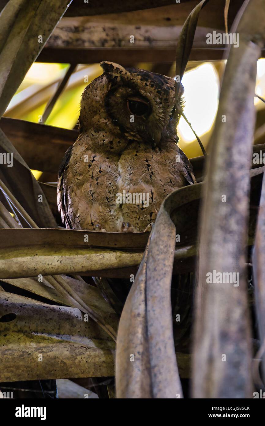 Sunda owl hi-res stock photography and images - Alamy