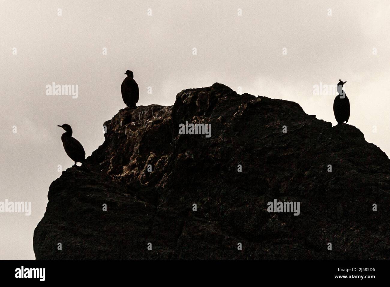 Silhouette of 3 birds on a rock, Skellig Michael, Ireland Stock Photo ...