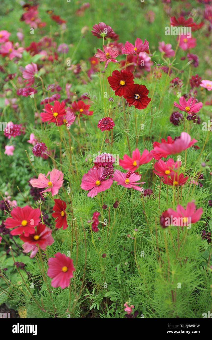 Pink and red cosmea (Cosmos bipinnatus) blooms in a garden in August ...