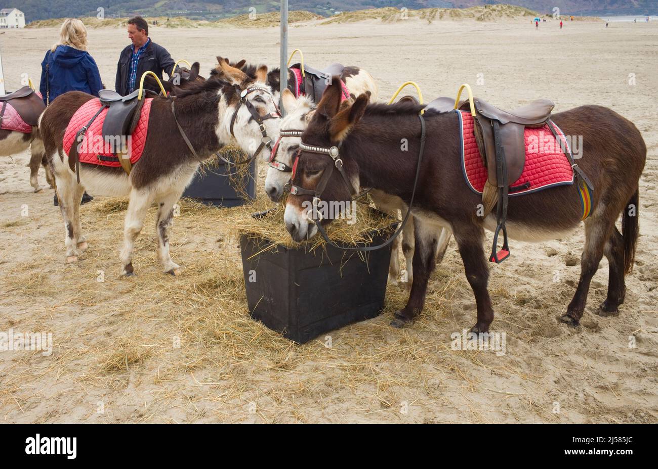 Barmouth beach donkey hi-res stock photography and images - Alamy