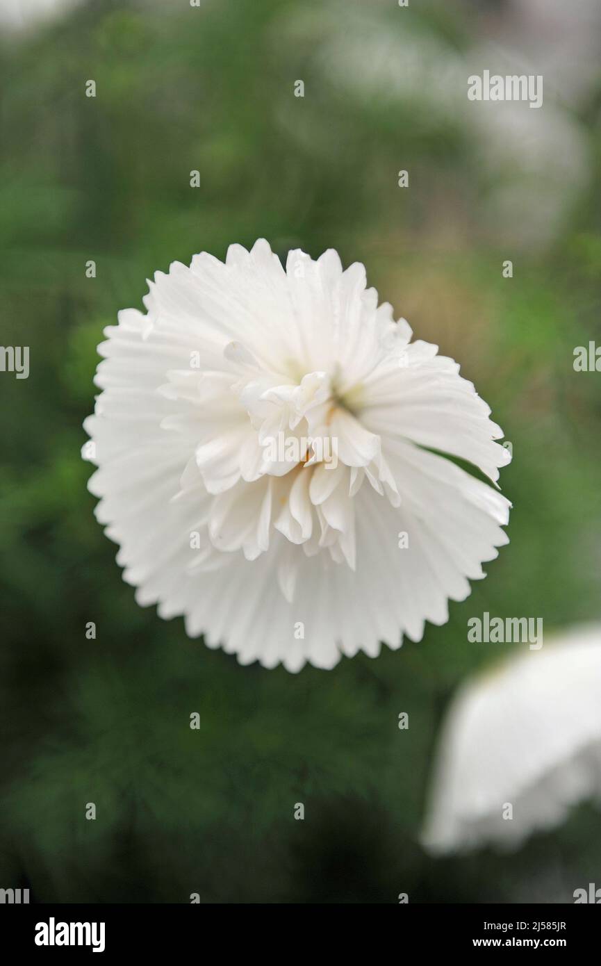 White semi-double cosmea (Cosmos bipinnatus) Cupcakes Blush blooms on ...