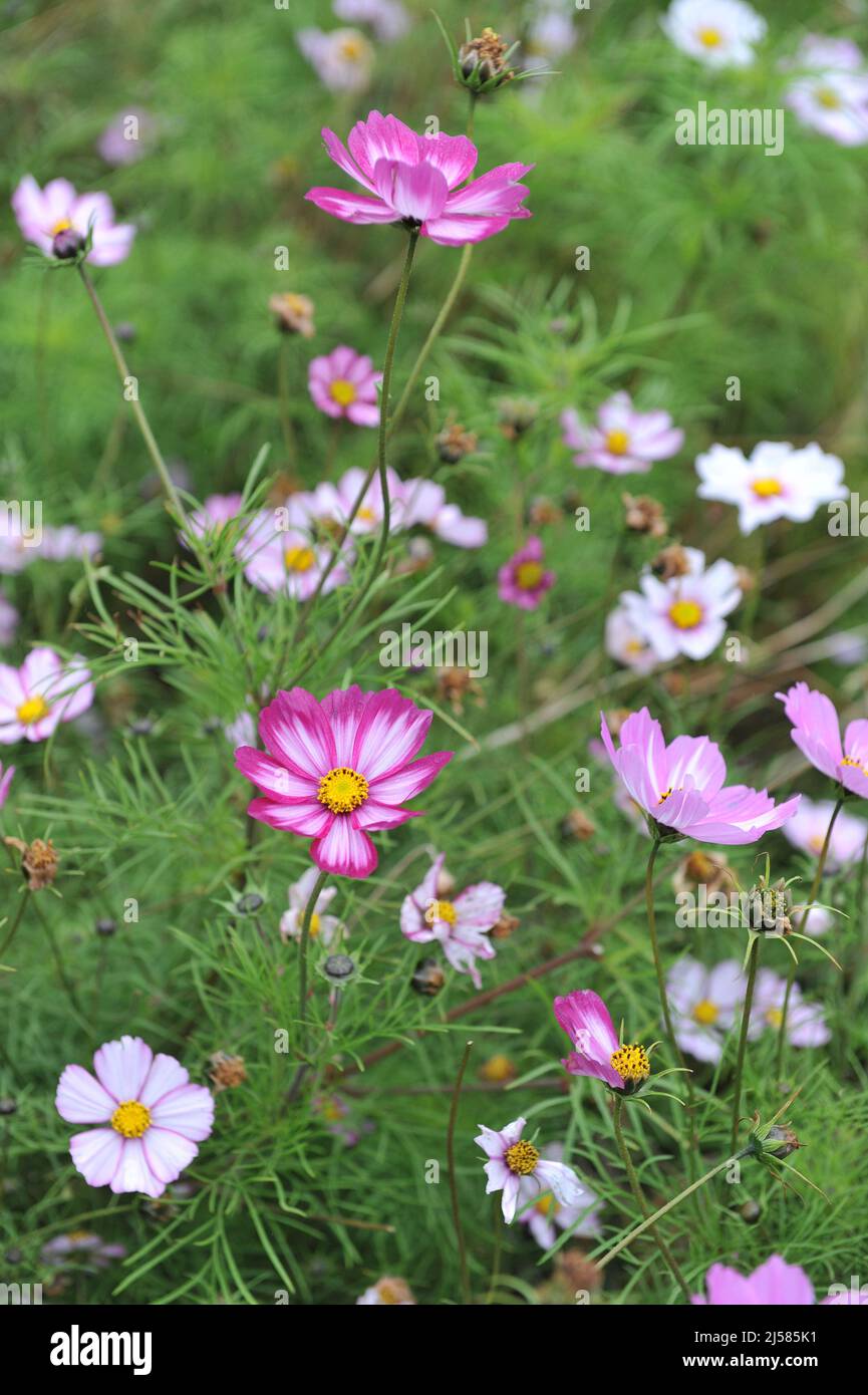 White with pink edges cosmea (Cosmos bipinnatus) Picotee blooms in a ...