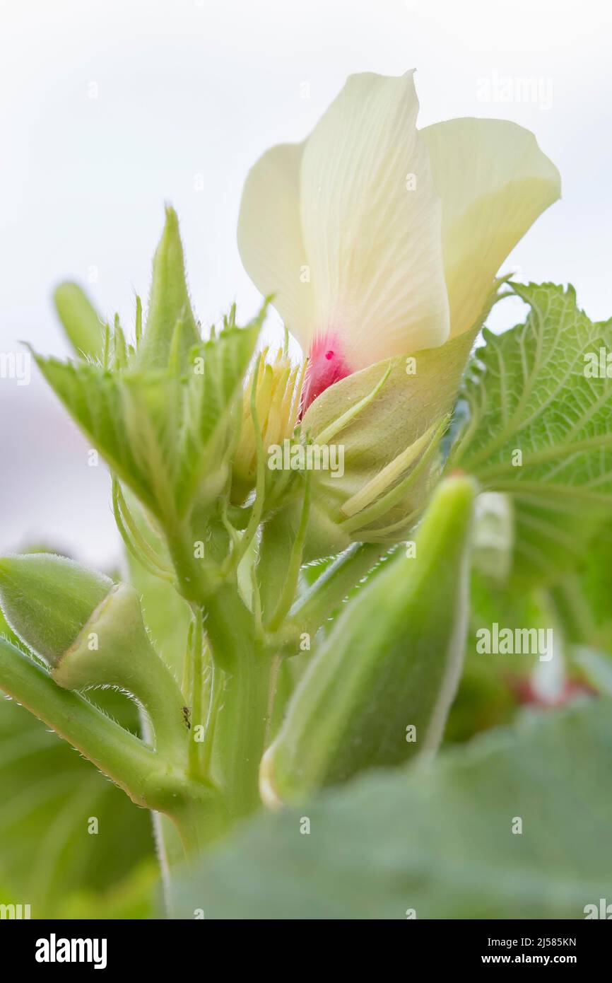 Blooming okra plant in garden Stock Photo - Alamy