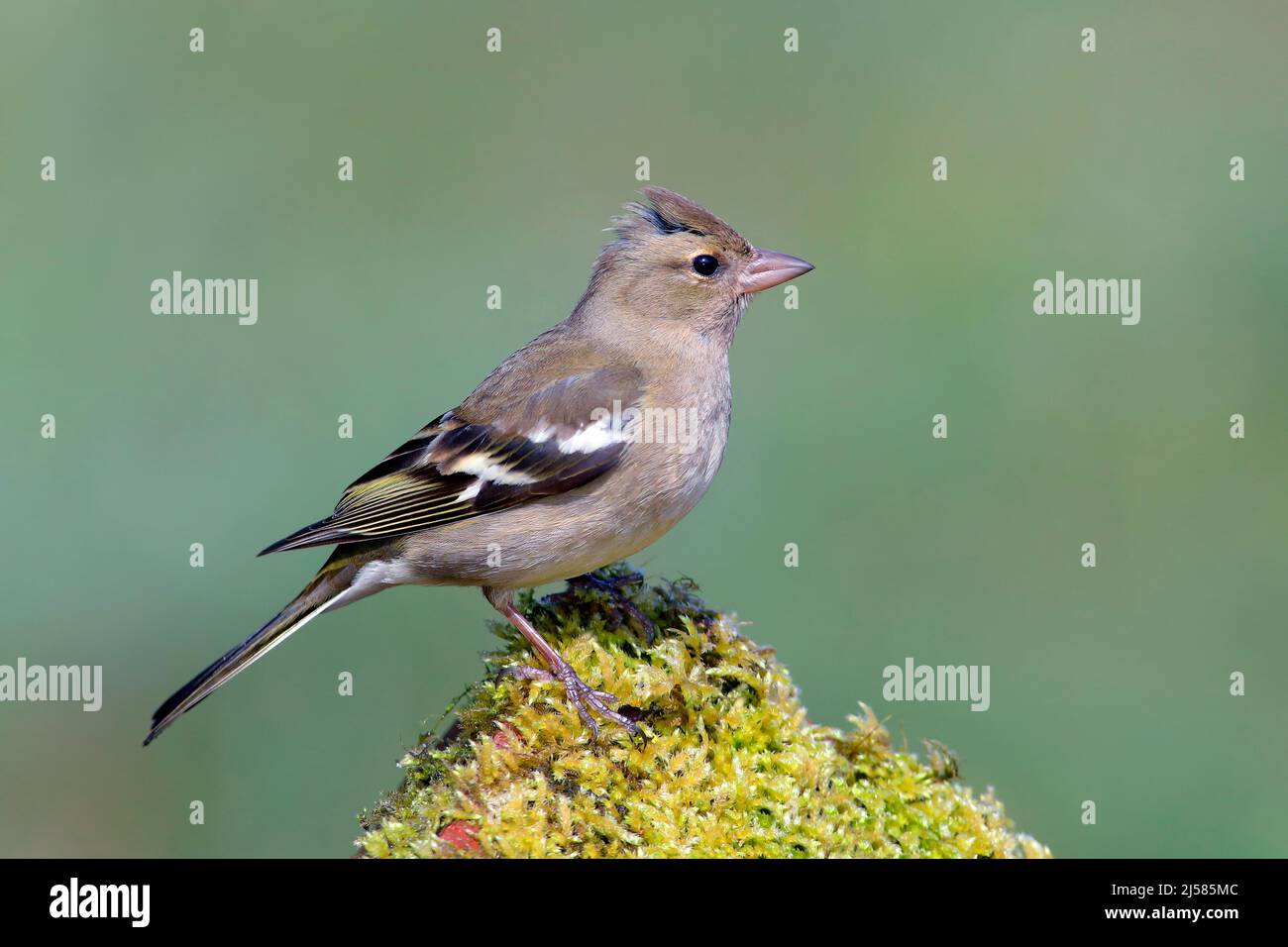 Buchfink (Fringilla coelebs), adultes Weibchen, steht auf einem ...