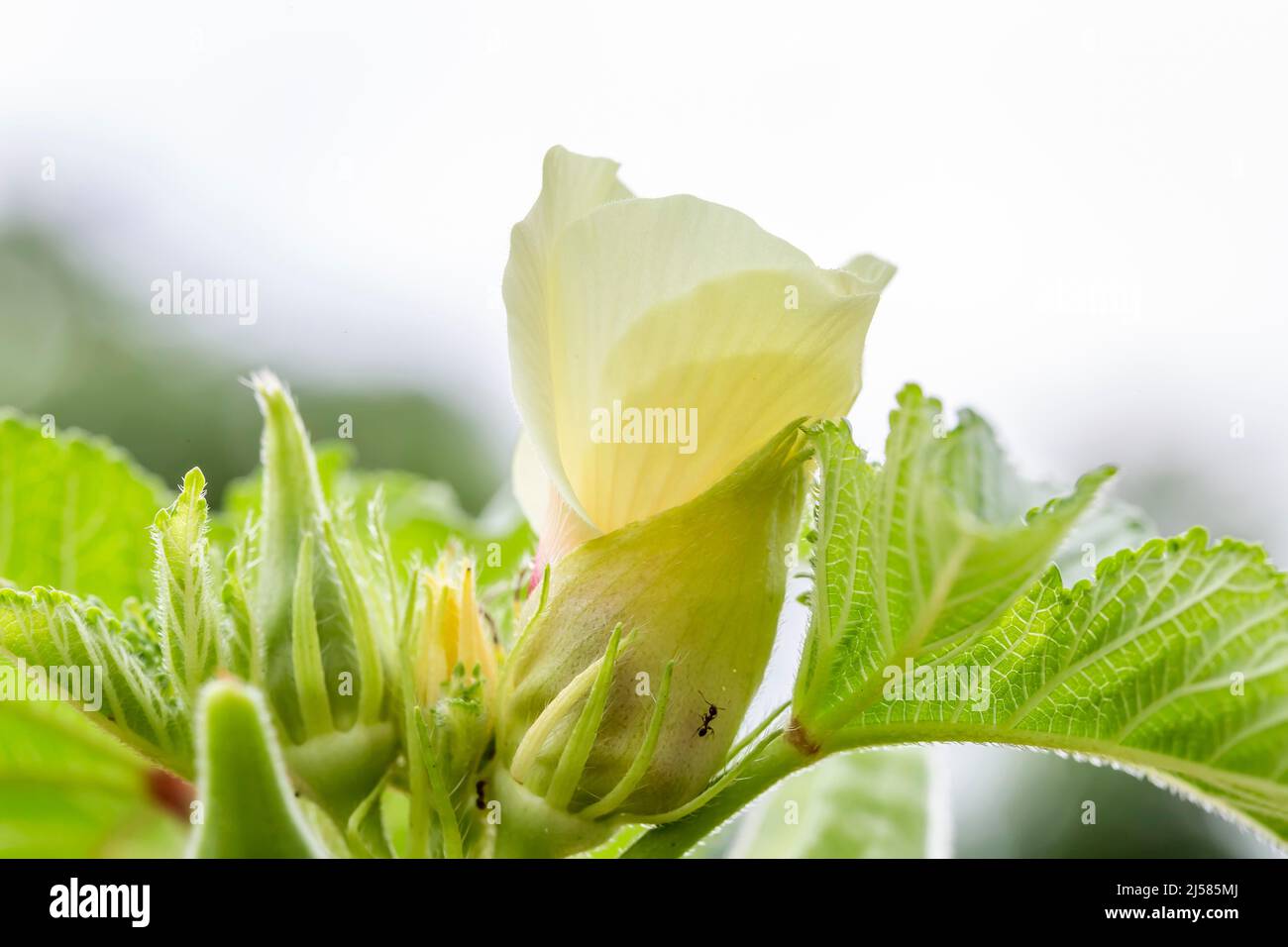 Blooming okra plant in garden Stock Photo - Alamy