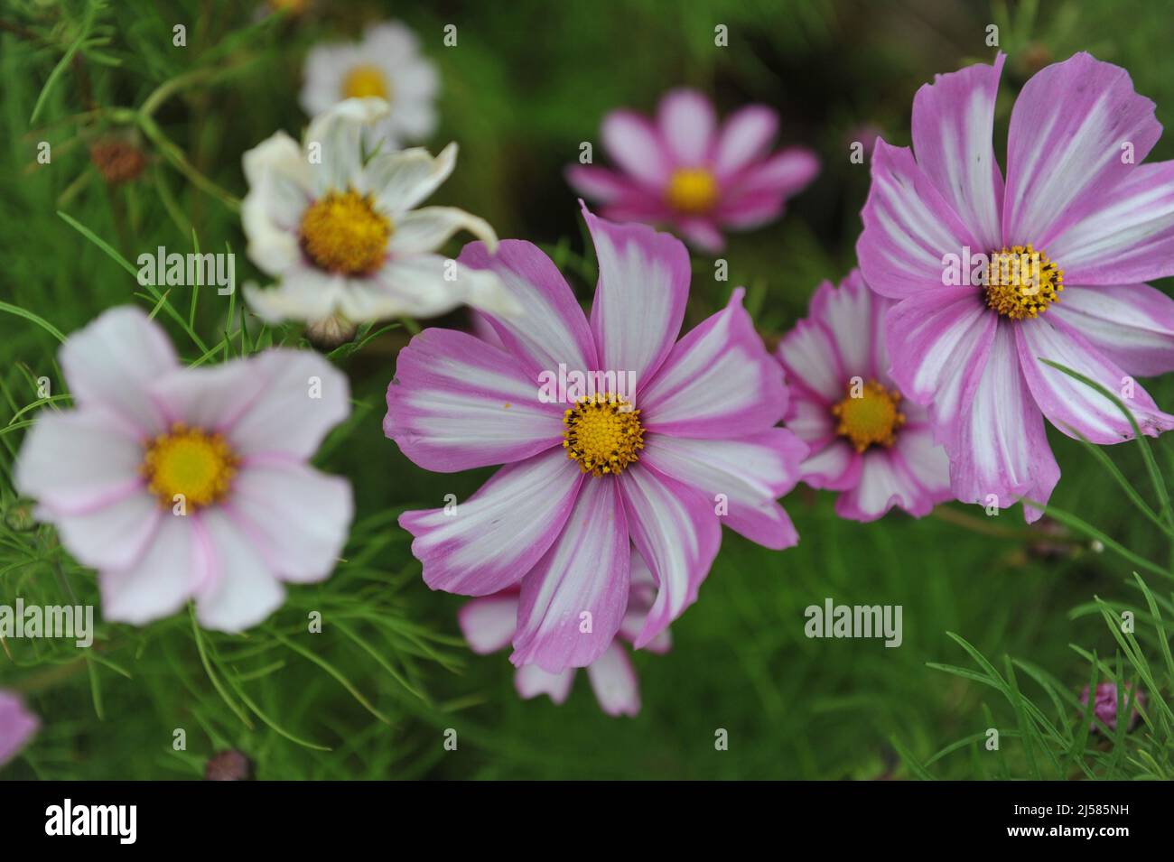 White with pink edges cosmea (Cosmos bipinnatus) Picotee blooms in a ...