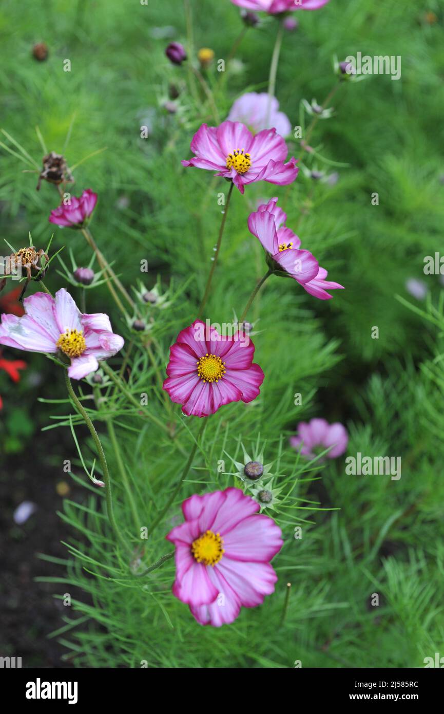 Picotee flower hi-res stock photography and images - Alamy