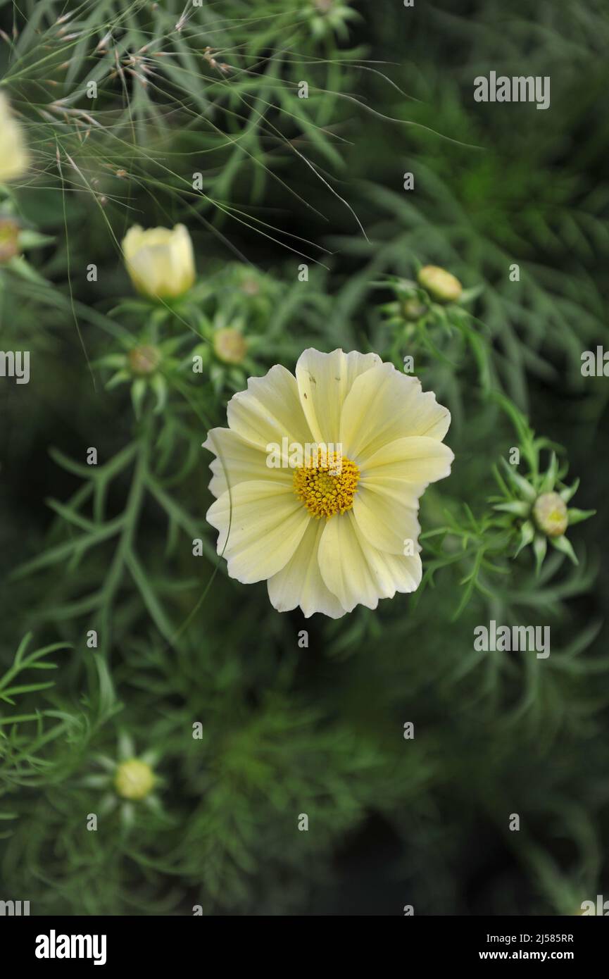 Pale yellow cosmea (Cosmos bipinnatus) Xanthos blooms on an exhibition ...