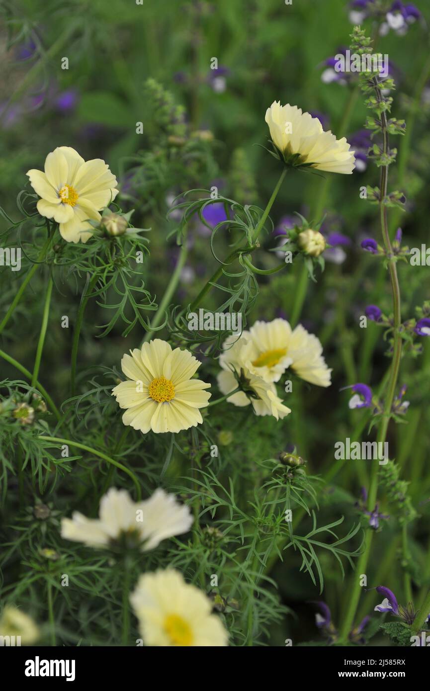 Pale yellow cosmea (Cosmos bipinnatus) Xanthos blooms on an exhibition ...