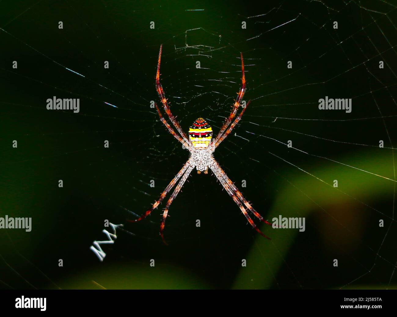 Spider in the Spiderweb Stock Photo - Alamy