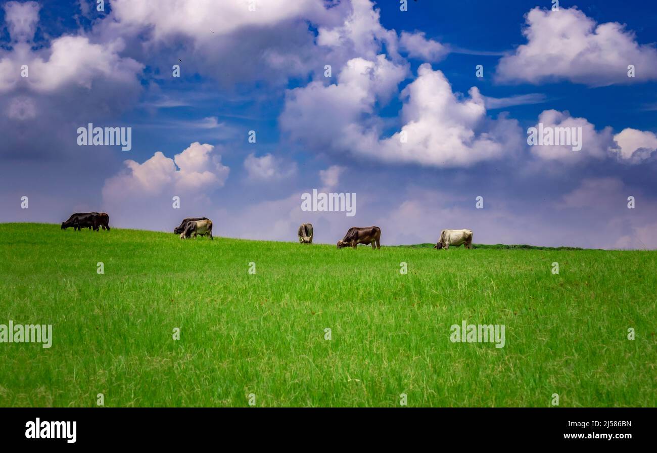 Cows in the field eating grass, Several cows in a green field with blue ...