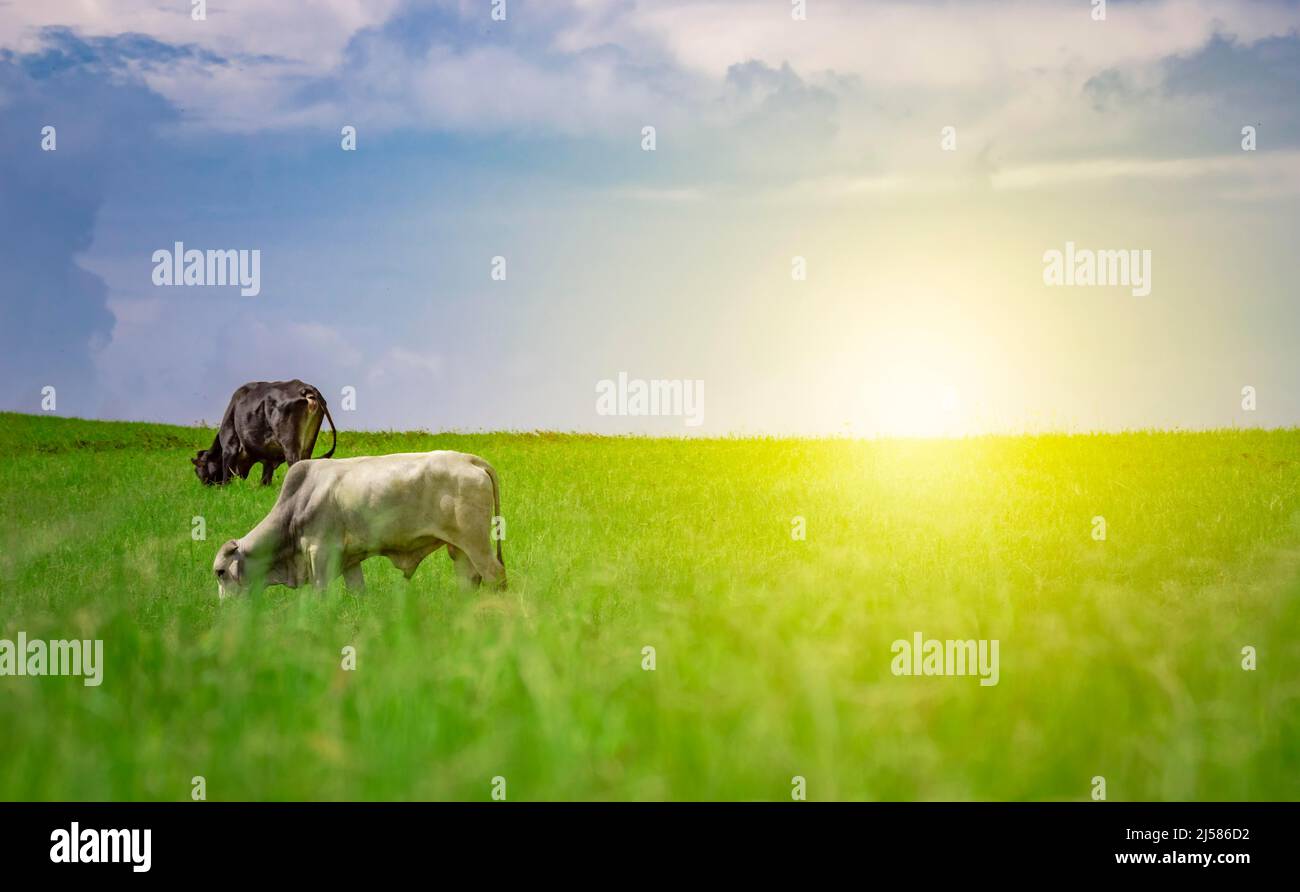 Two cows in the field eating grass, Several cows in a green field with ...
