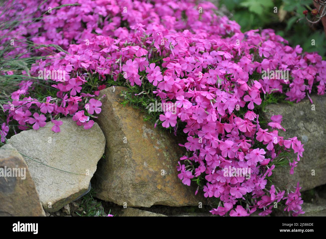 Pink moss phlox (Phlox subulata) McDaniel's Cushion bloom in a garden ...