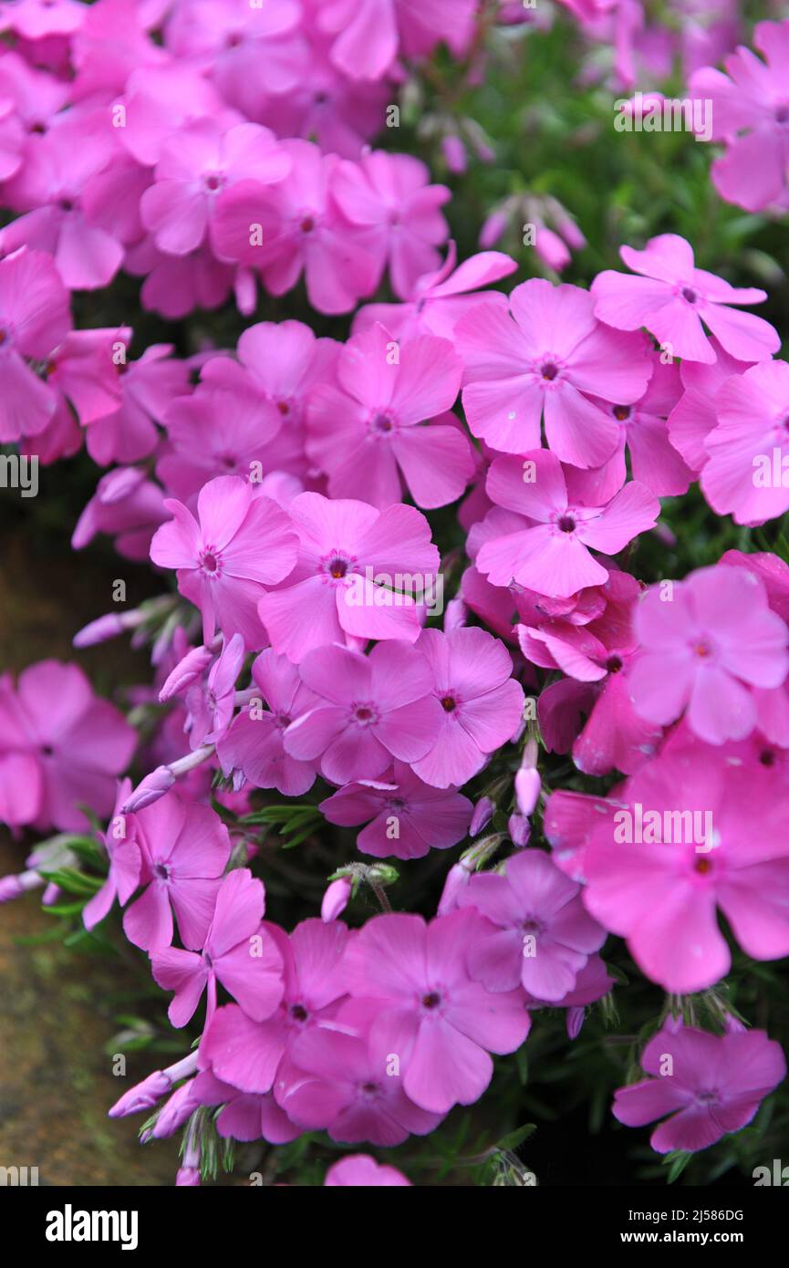 Pink moss phlox (Phlox subulata) McDaniel's Cushion bloom in a garden ...