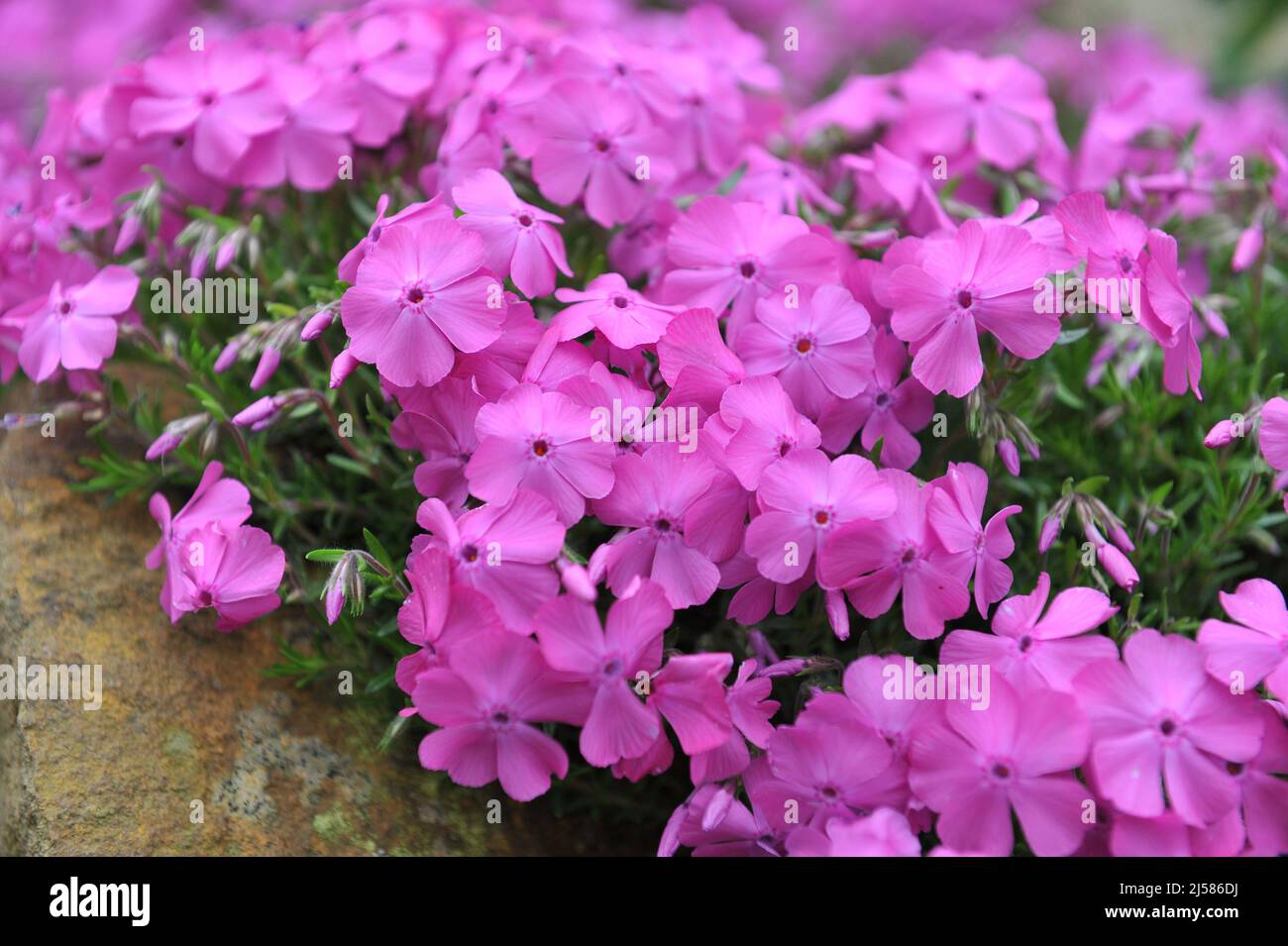 Pink moss phlox (Phlox subulata) McDaniel's Cushion bloom in a garden ...