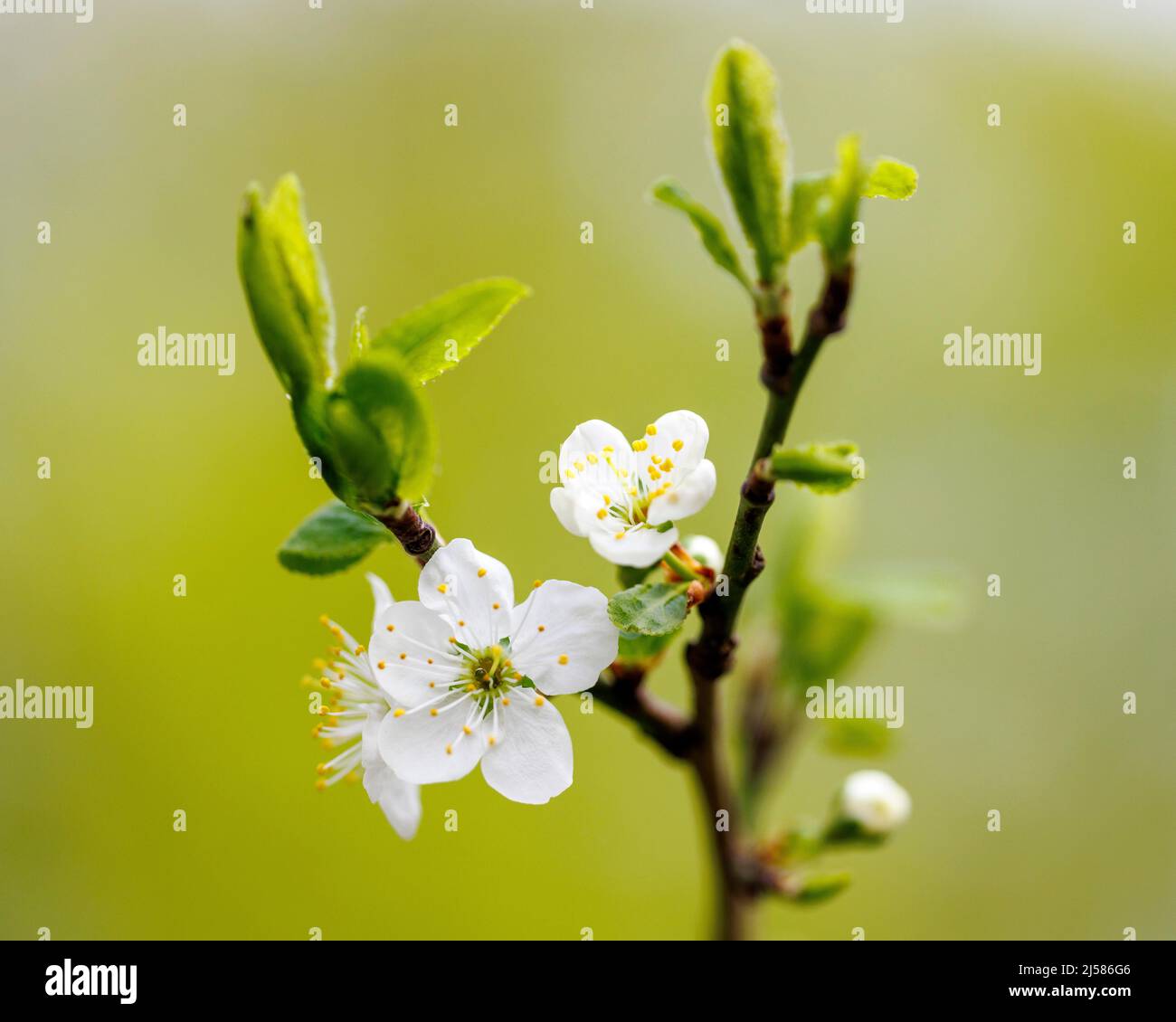 Flowering, plum tree, Germany Stock Photo - Alamy