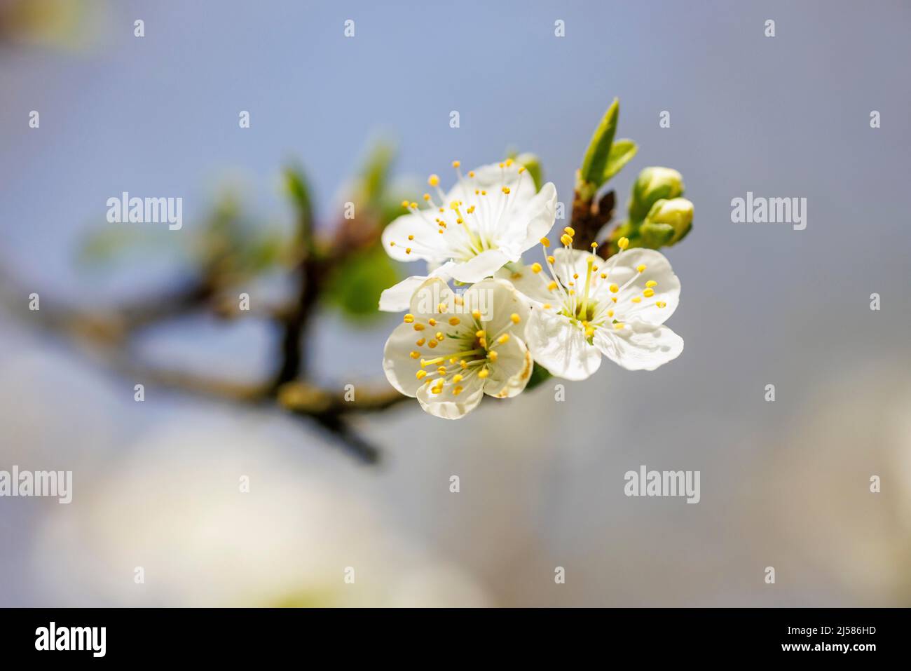 Flowering, plum tree, Germany Stock Photo - Alamy