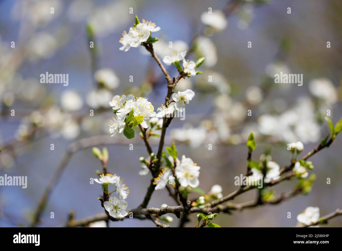 Flowering, plum tree, Germany Stock Photo - Alamy
