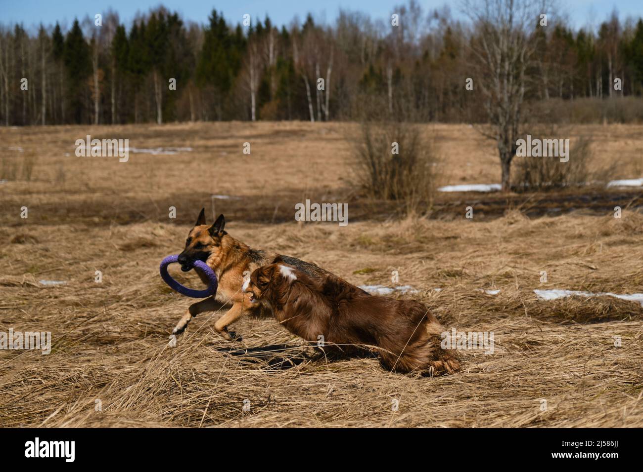 German shepherd with round toy in teeth runs around field with dry ...