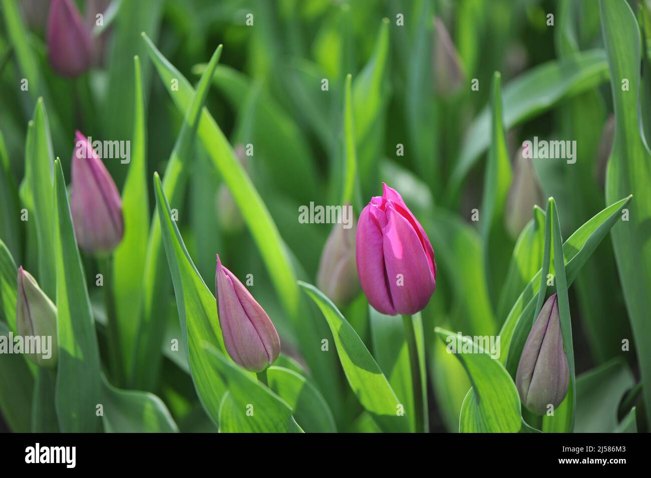 Pink Triumph tulips (Tulipa) Embrace bloom in a garden in March Stock ...