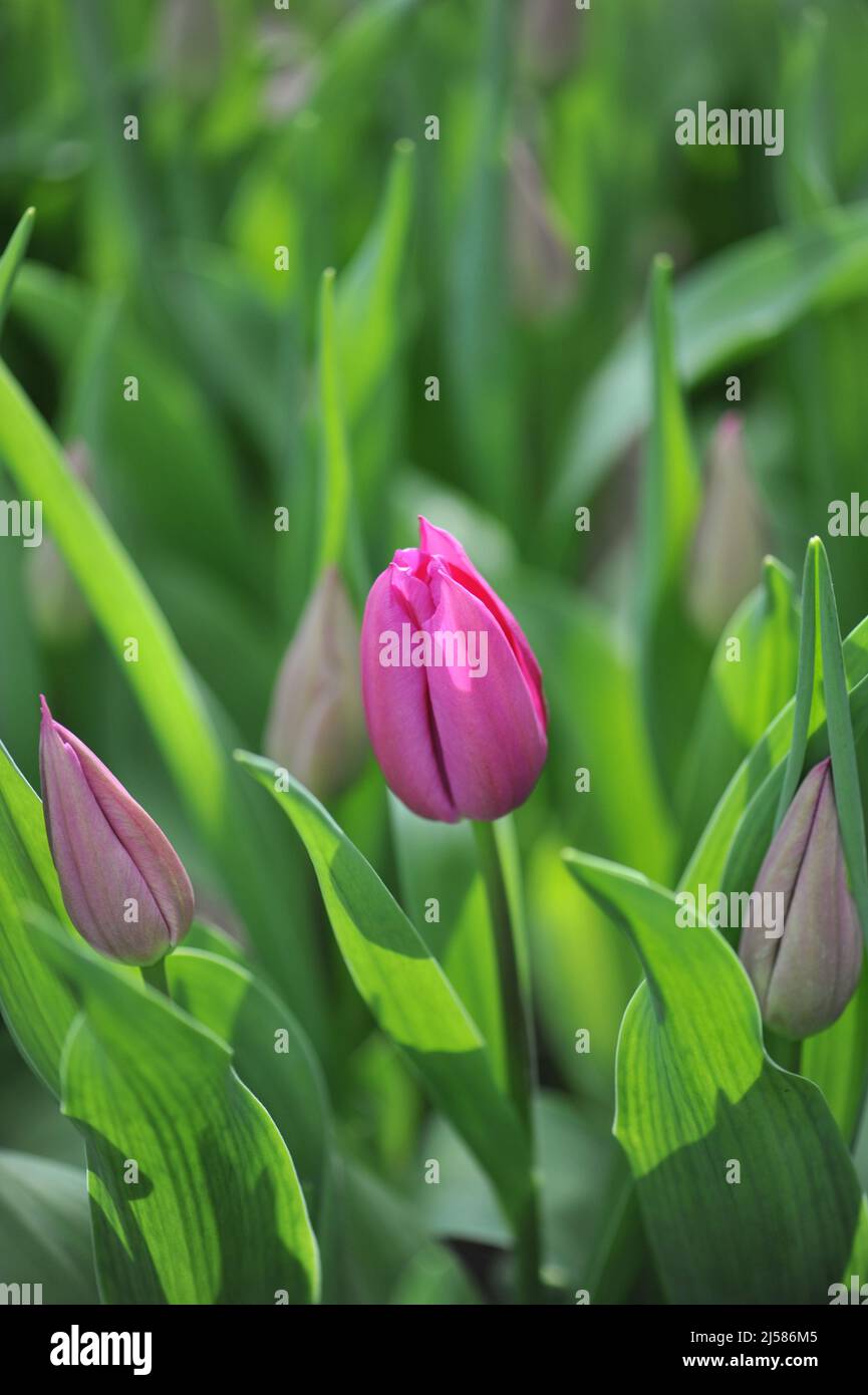 Pink Triumph tulips (Tulipa) Embrace bloom in a garden in March Stock ...