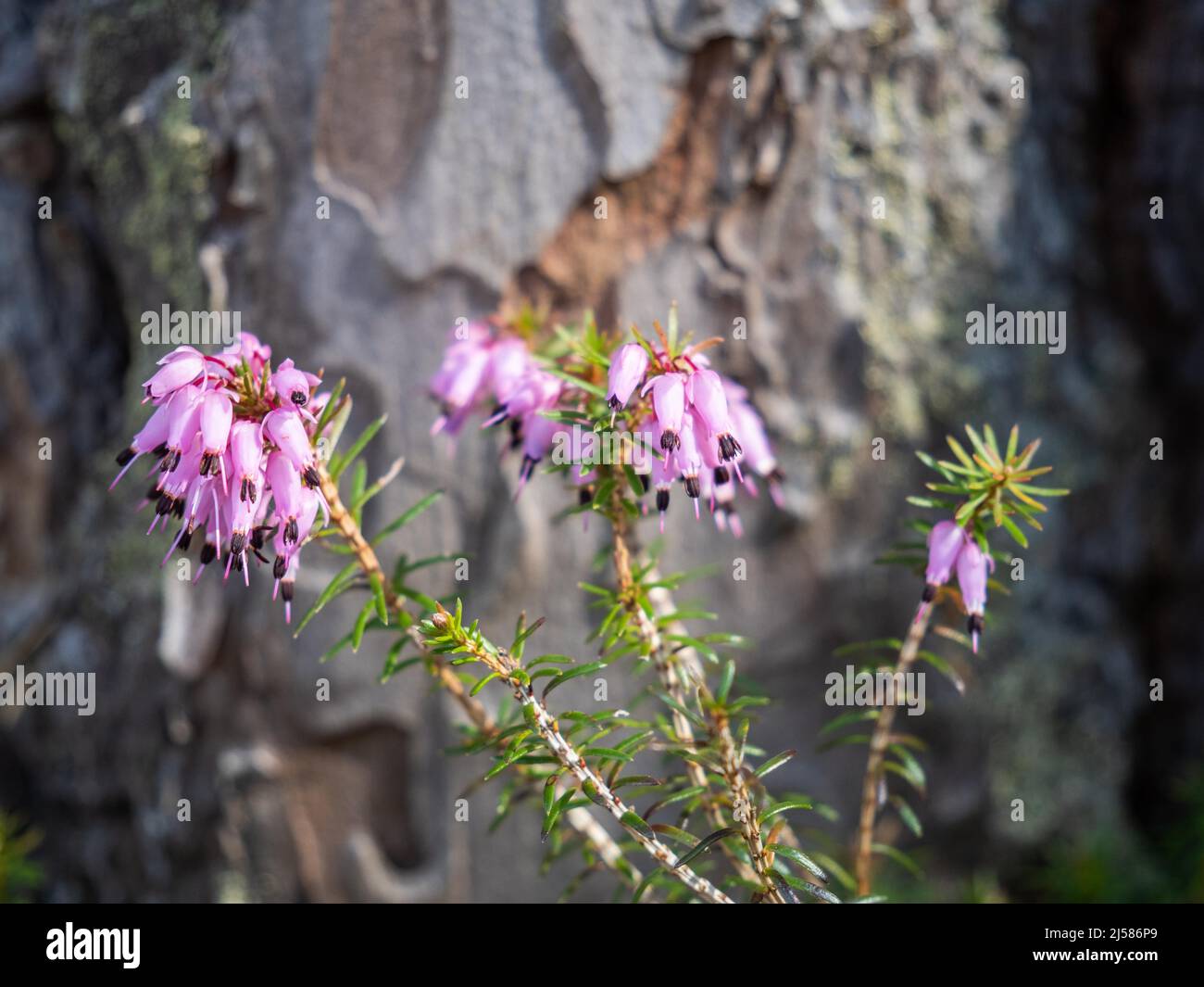 Heidekraut Erika (Erica), Hinterlobming, Steiermark, Oesterreich Stock ...