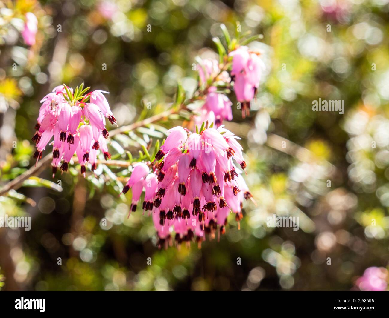 Heidekraut Erika (Erica), Hinterlobming, Steiermark, Oesterreich Stock ...