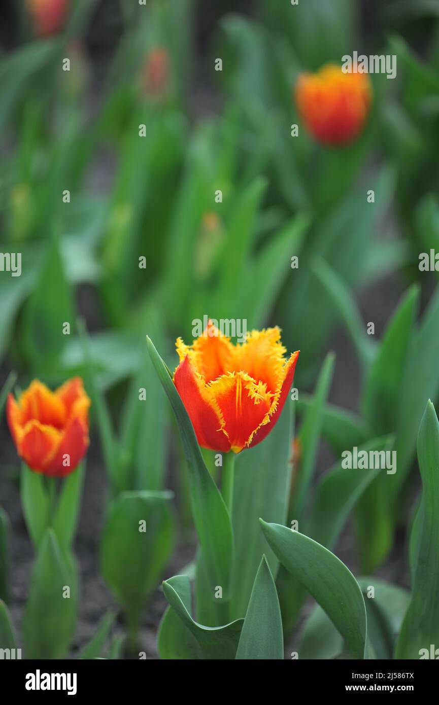 Red and yellow fringed tulips (Tulipa) Fabio bloom in a garden in March ...