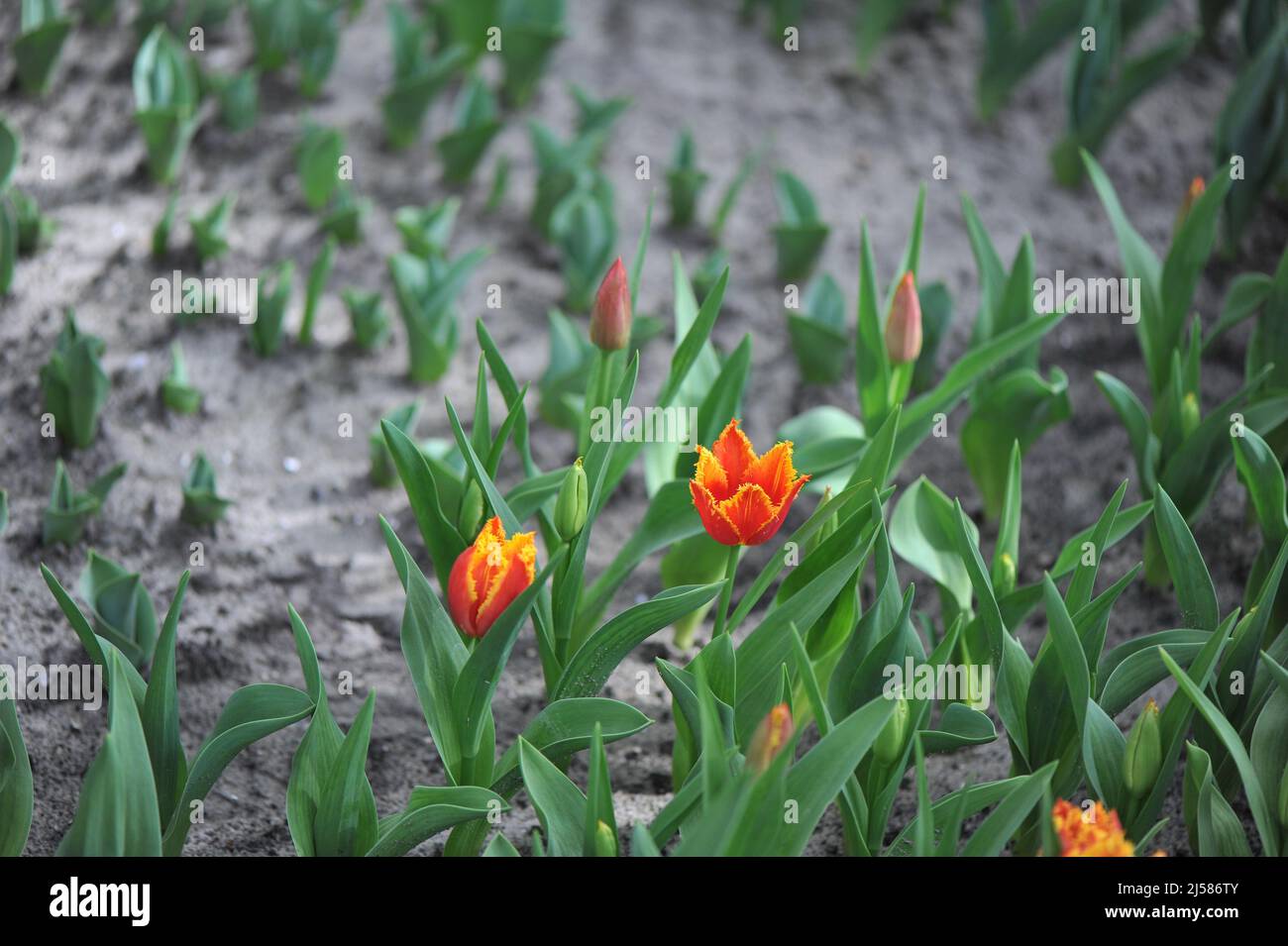 Red and yellow fringed tulips (Tulipa) Fabio bloom in a garden in March ...